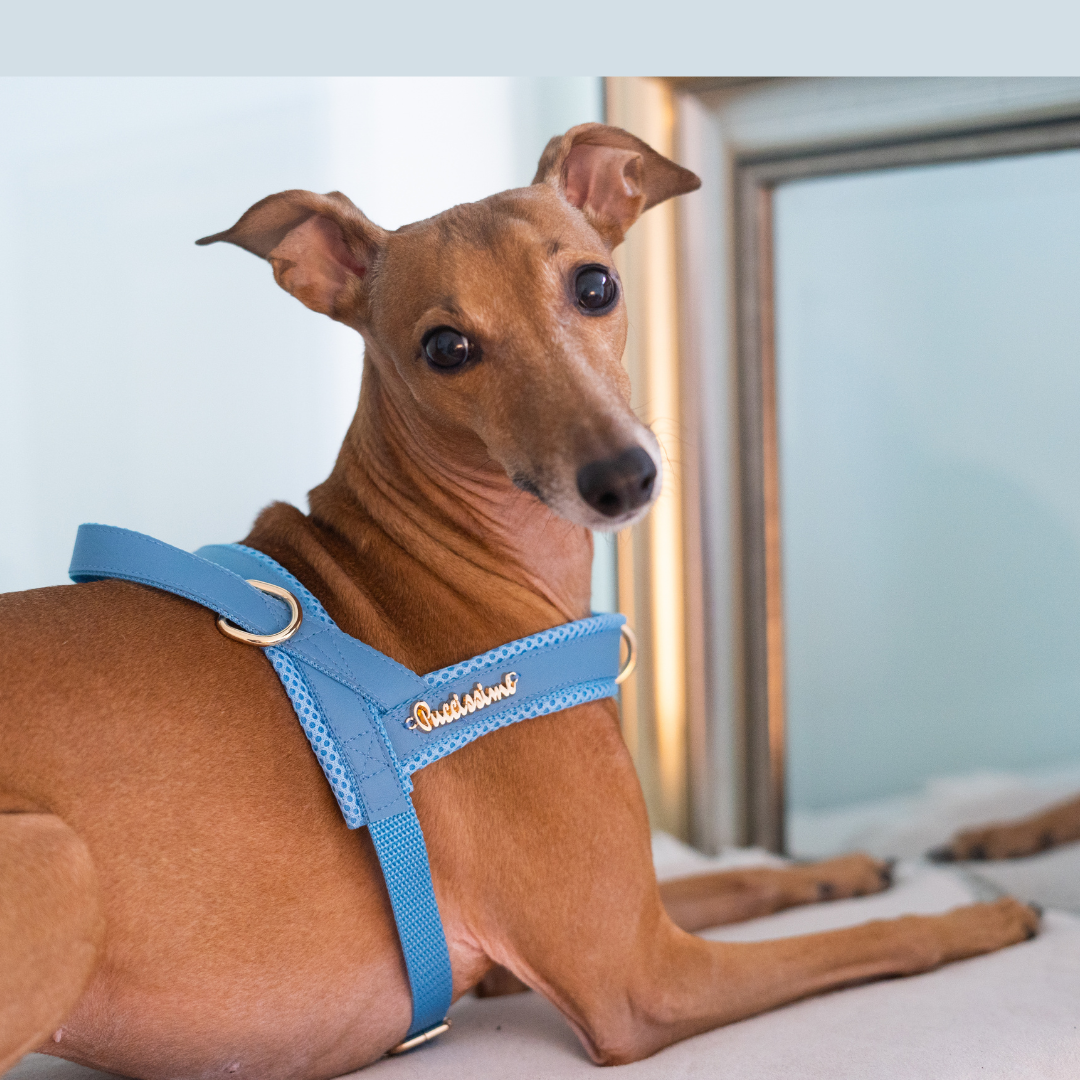 The Importance of a Well-Fitting Dog Harness – Puccissimé Pet Couture