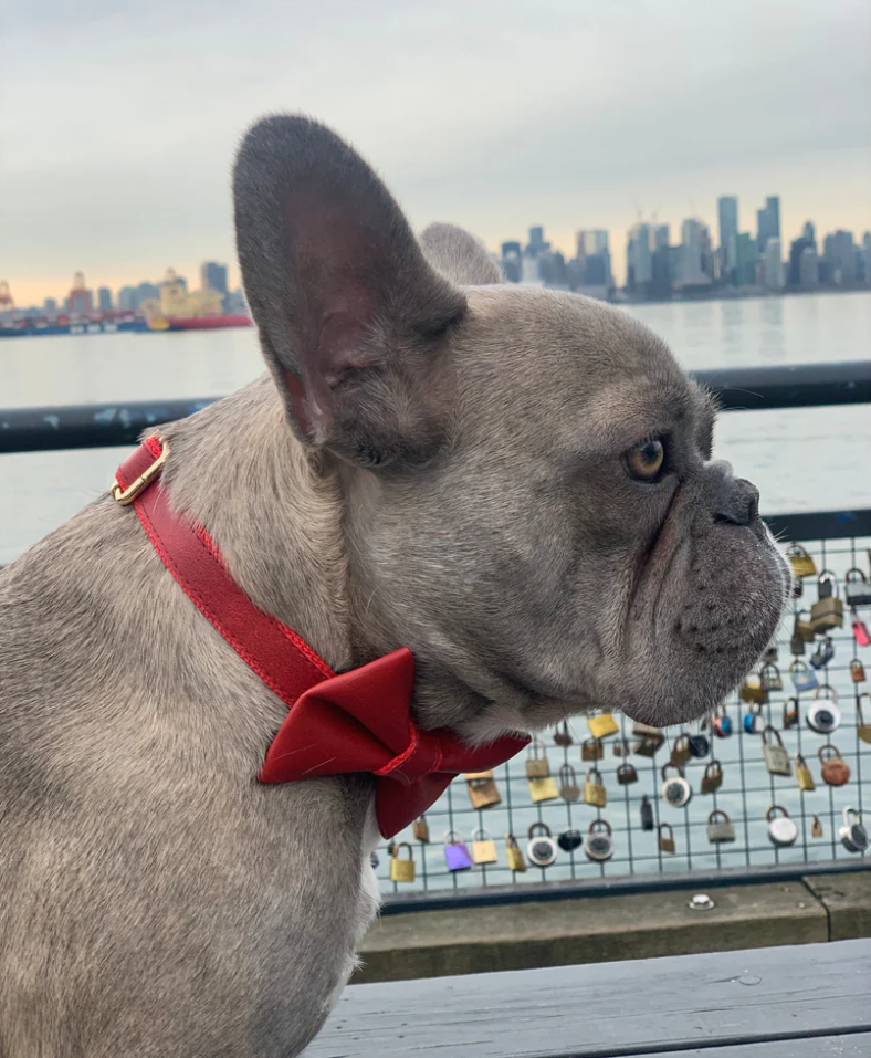 How Tight Should a Dog Collar Be? The 2-Finger Rule and Other Tips ...